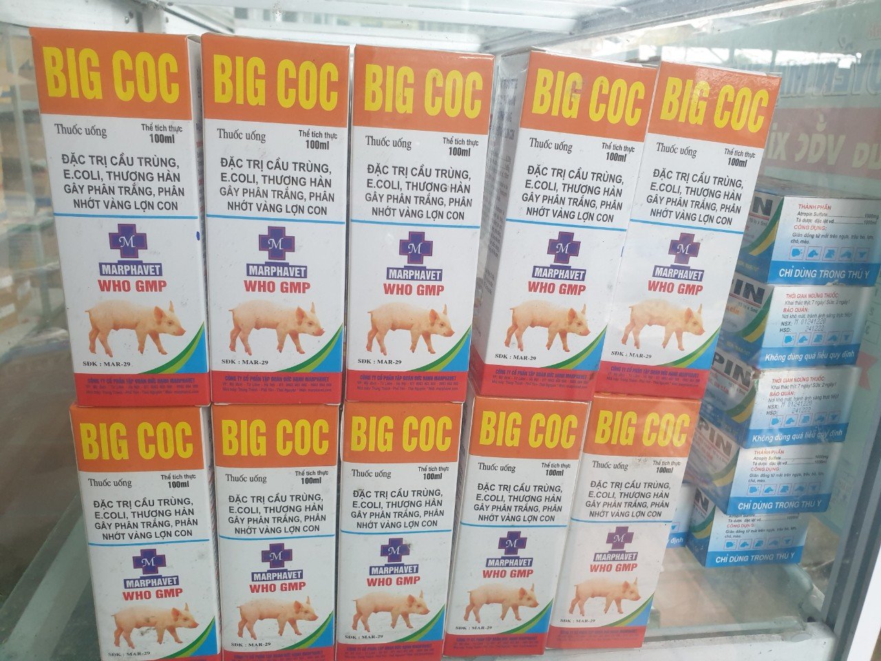 BIG COC 100ml - THUỐC THÚ Y